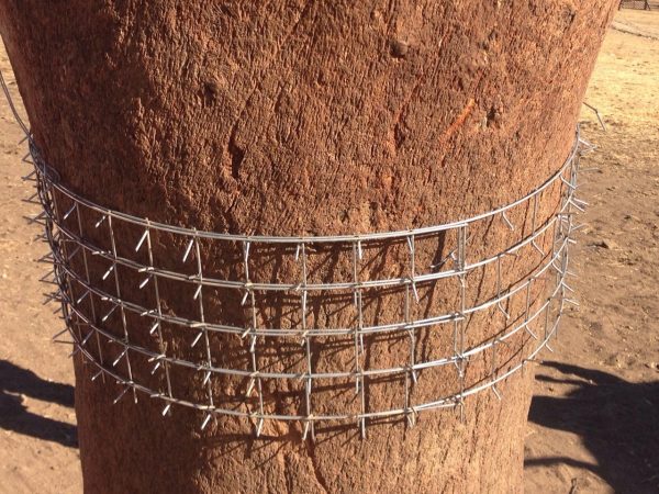 corona-cactus-200mmx1200mm-1.jpg - Protector Cactus